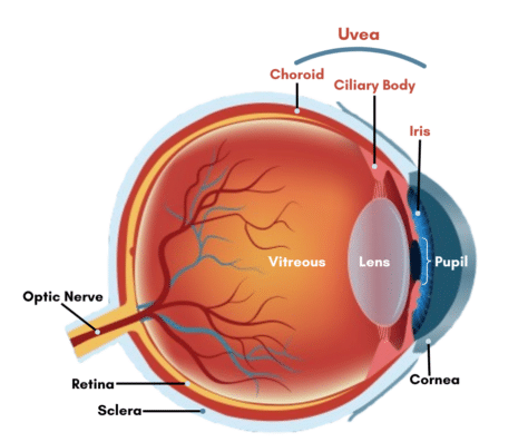 Uveitis Fort Myers | Uveitis Treatment Naples, FL | Frantz EyeCare